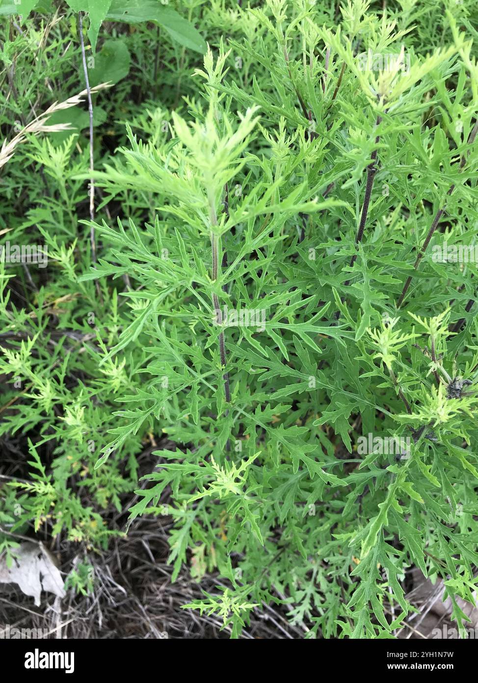 western ragweed (Ambrosia psilostachya Stock Photo - Alamy