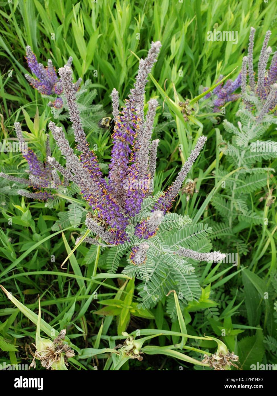 leadplant (Amorpha canescens Stock Photo - Alamy