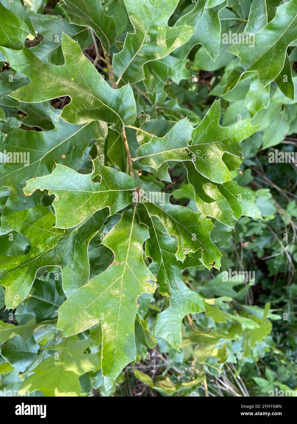 southern red oak (Quercus falcata Stock Photo - Alamy