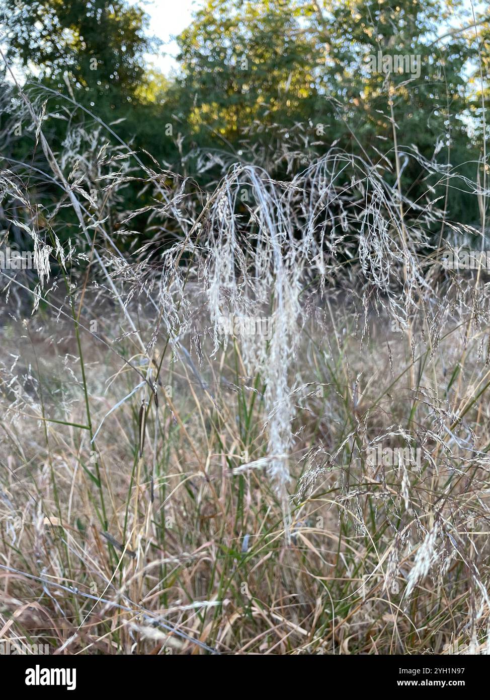 Smilo Grass (Oloptum miliaceum Stock Photo - Alamy
