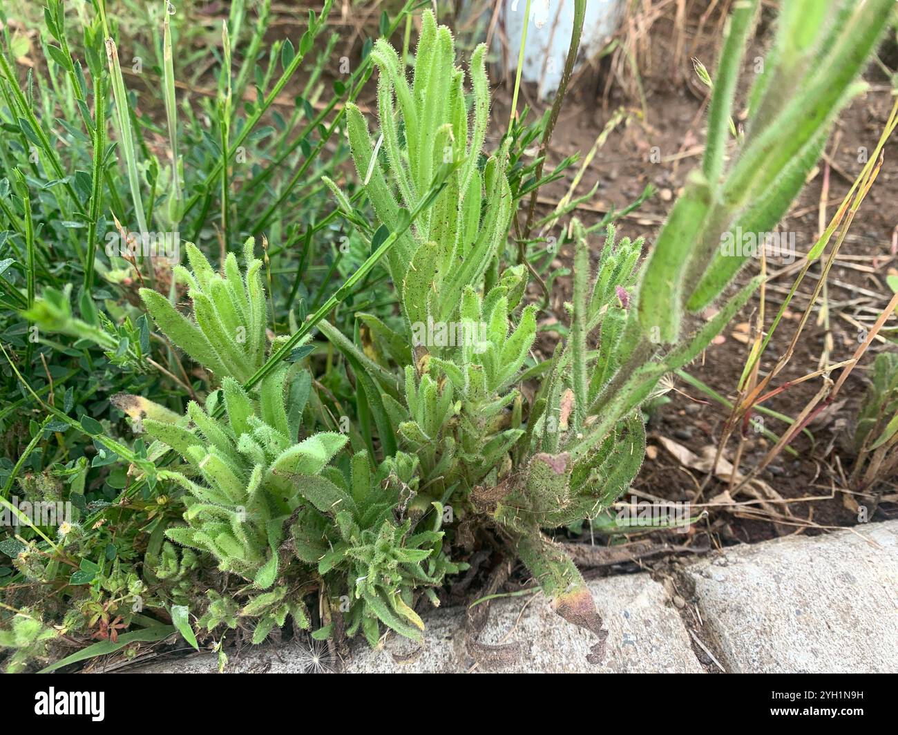 Madia sativa hi-res stock photography and images - Alamy