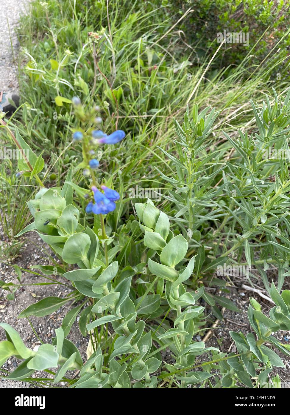 Wasatch penstemon hi-res stock photography and images - Alamy