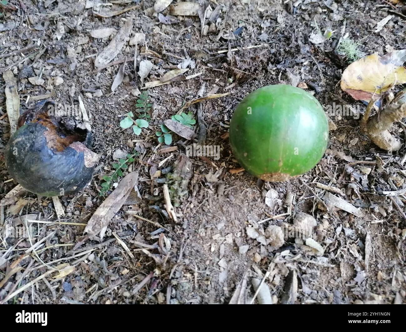 Rothmannia capensis hi-res stock photography and images - Alamy