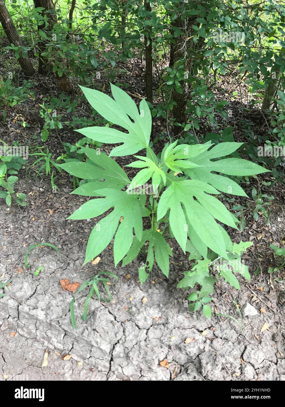 giant ragweed (Ambrosia trifida Stock Photo - Alamy
