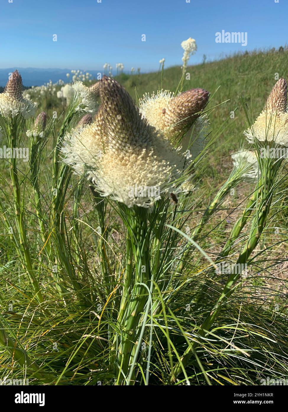 Common beargrass hi-res stock photography and images - Alamy