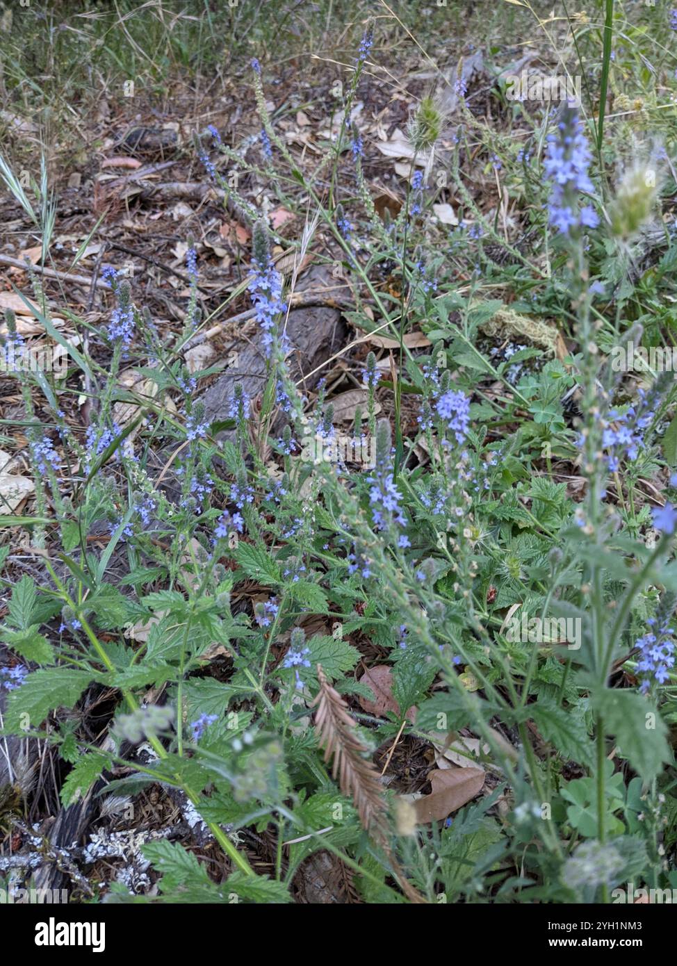 western vervain (Verbena lasiostachys Stock Photo - Alamy