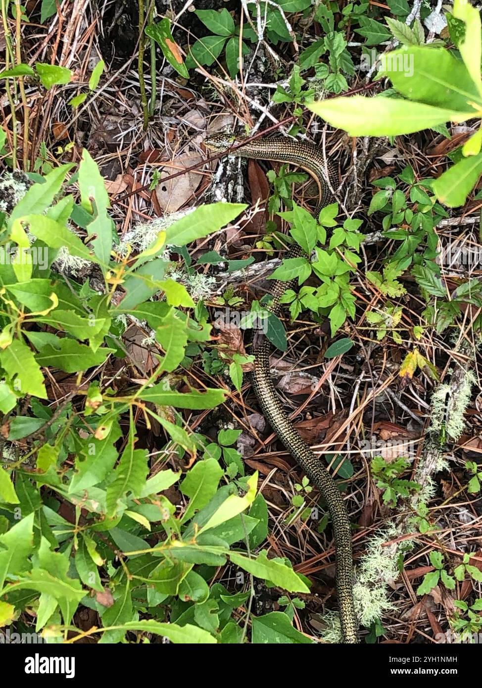 Eastern Glass Lizard (Ophisaurus ventralis Stock Photo - Alamy