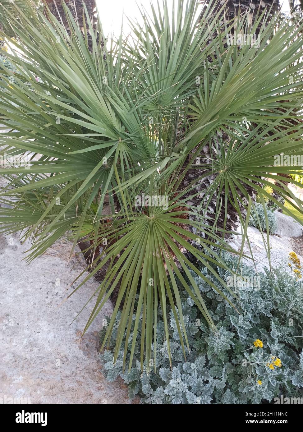 Mediterranean fan palm (Chamaerops humilis Stock Photo - Alamy