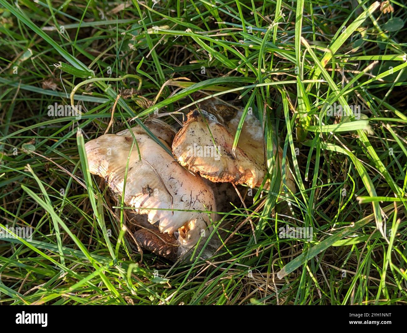 Hypocreaceae hi-res stock photography and images - Alamy