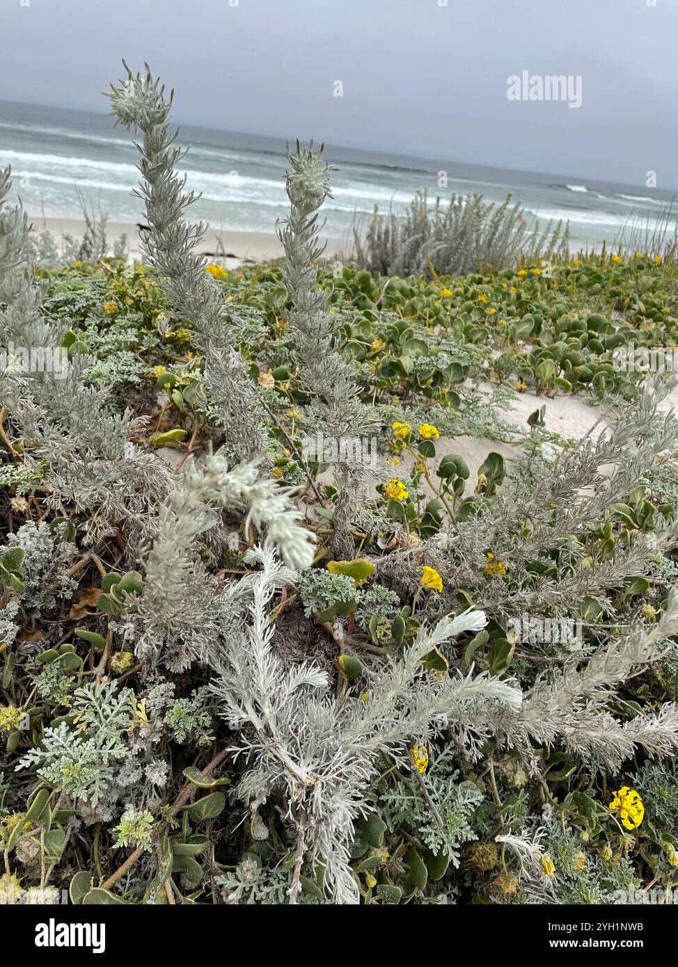 coastal sagewort (Artemisia pycnocephala Stock Photo - Alamy