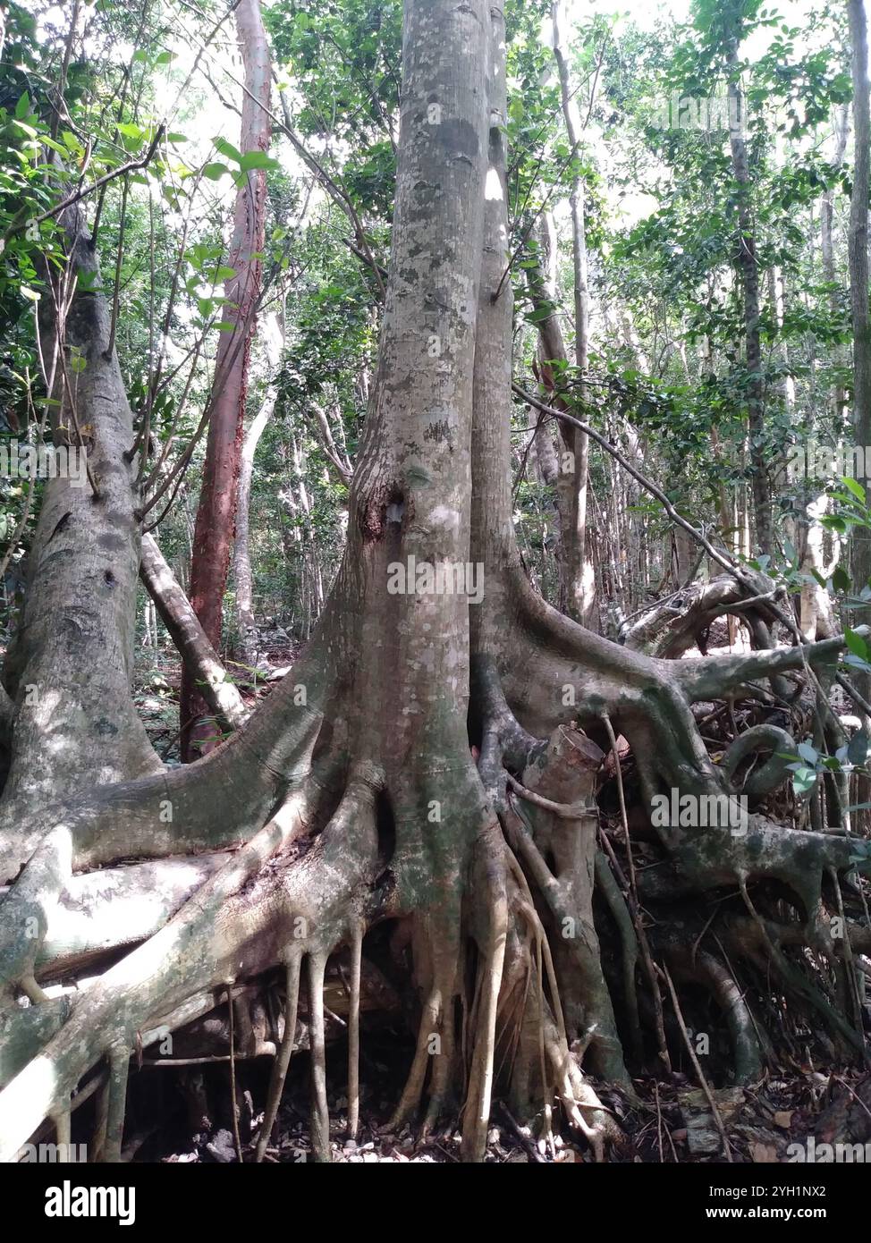 Florida Strangler Fig (Ficus aurea Stock Photo - Alamy