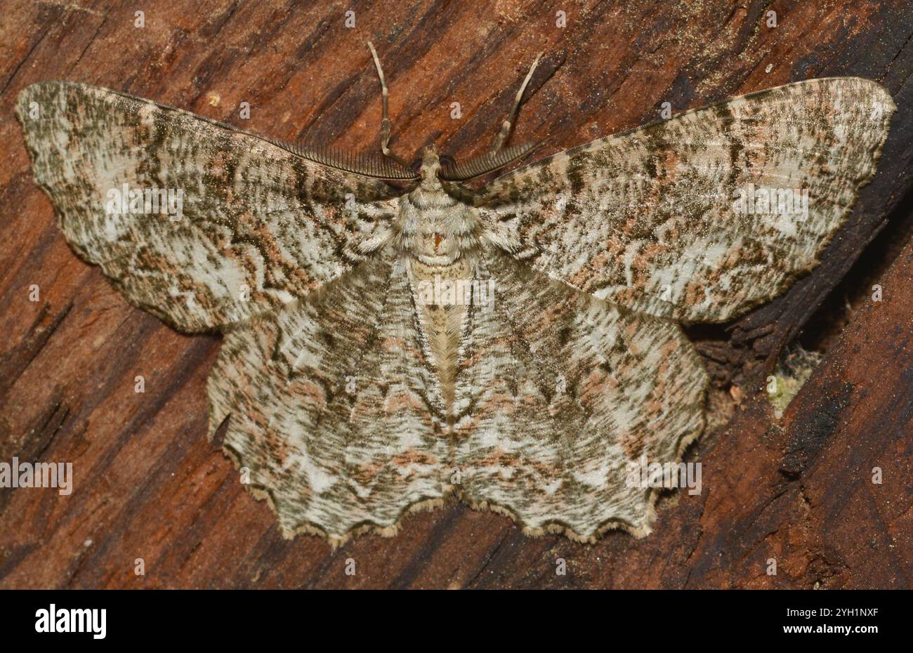 Tulip-tree Beauty (Epimecis hortaria Stock Photo - Alamy