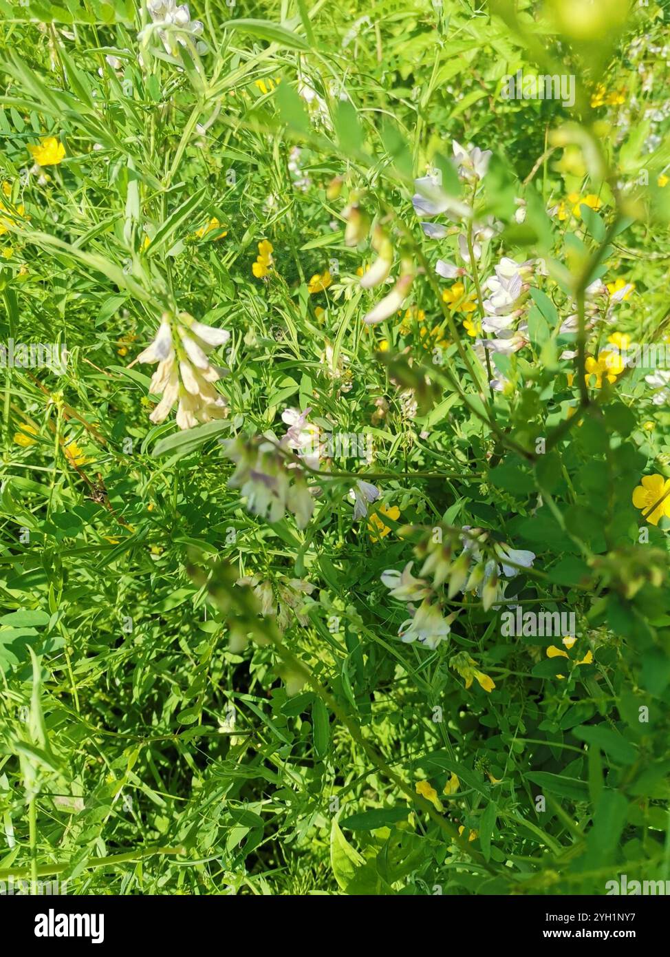 Wood Vetch (Vicia sylvatica Stock Photo - Alamy