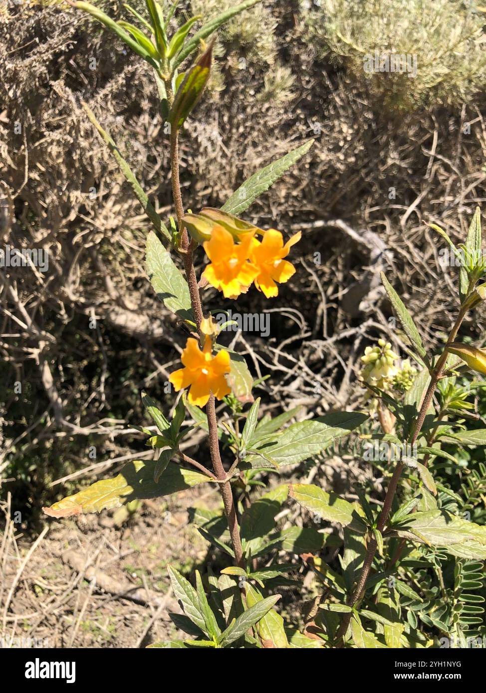 orange bush monkeyflower (Diplacus aurantiacus Stock Photo - Alamy