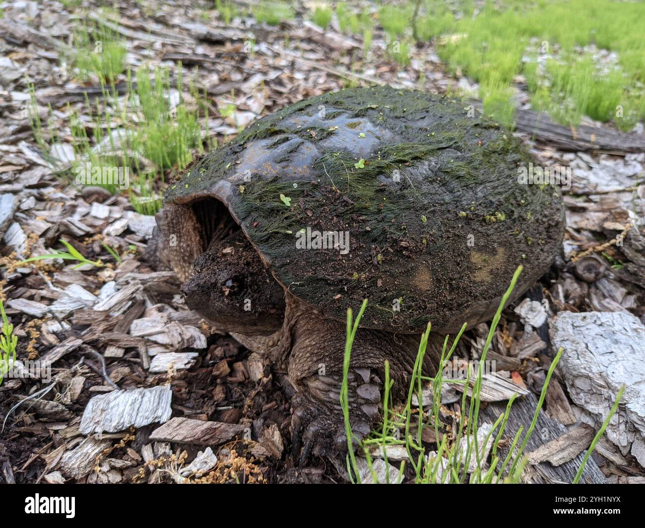 Common Snapping Turtle (Chelydra serpentina Stock Photo - Alamy