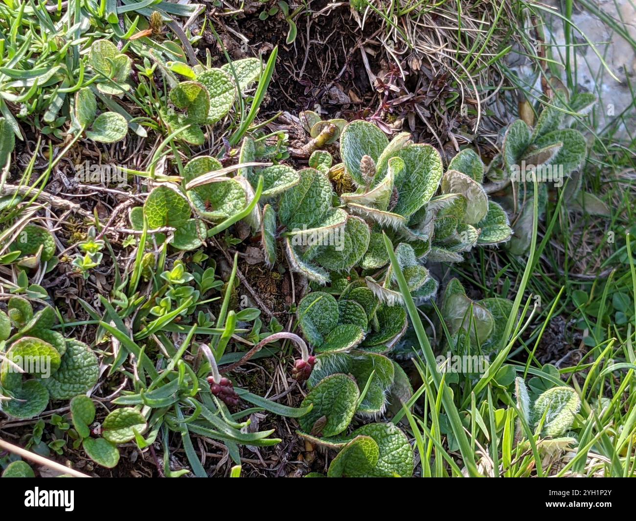 Net-leaved Willow (Salix reticulata Stock Photo - Alamy