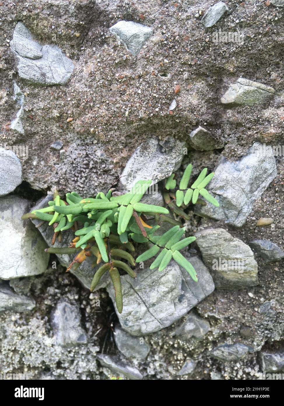 smooth cliffbrake (Pellaea glabella Stock Photo - Alamy