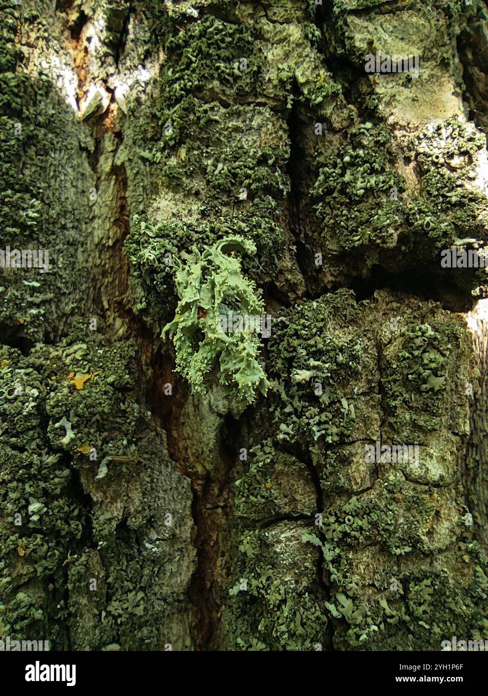 common lichens (Lecanoromycetes Stock Photo - Alamy