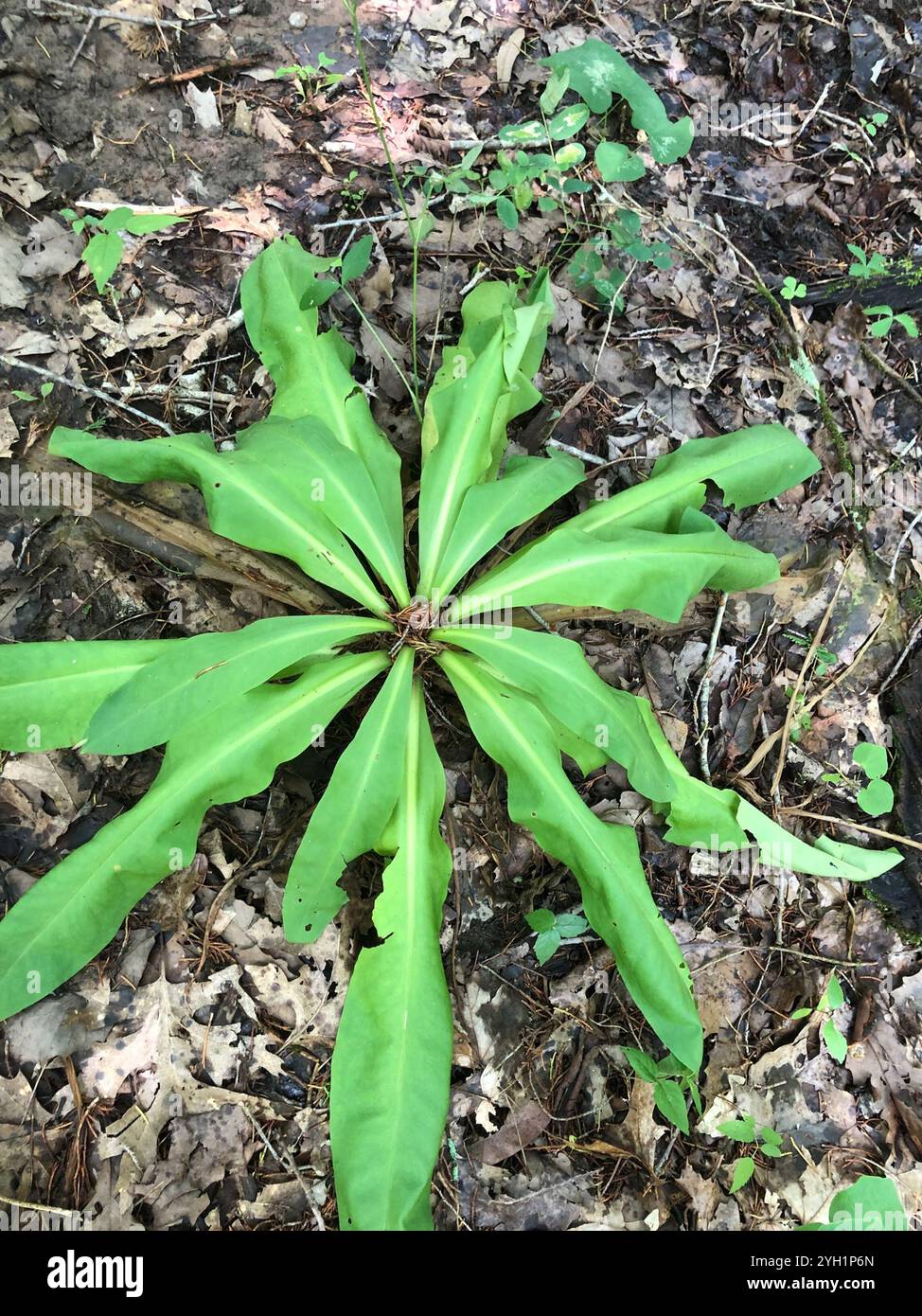 American columbo (Frasera caroliniensis Stock Photo - Alamy