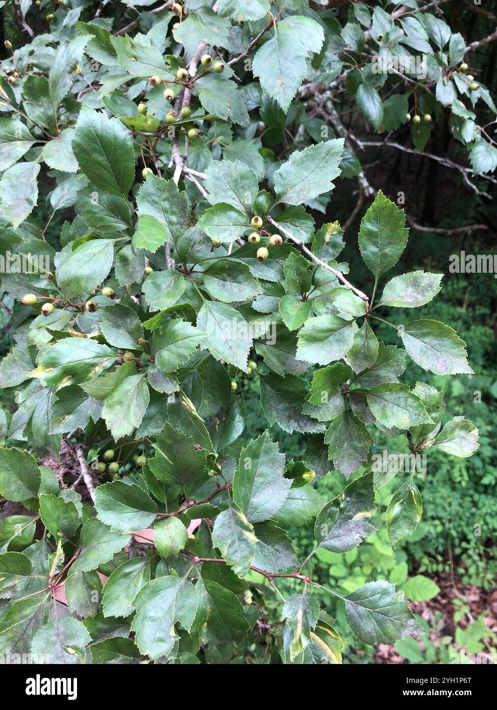 green hawthorn (Crataegus viridis Stock Photo - Alamy