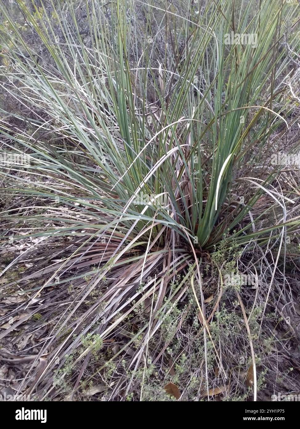 tufted grass-tree (Xanthorrhoea semiplana Stock Photo - Alamy