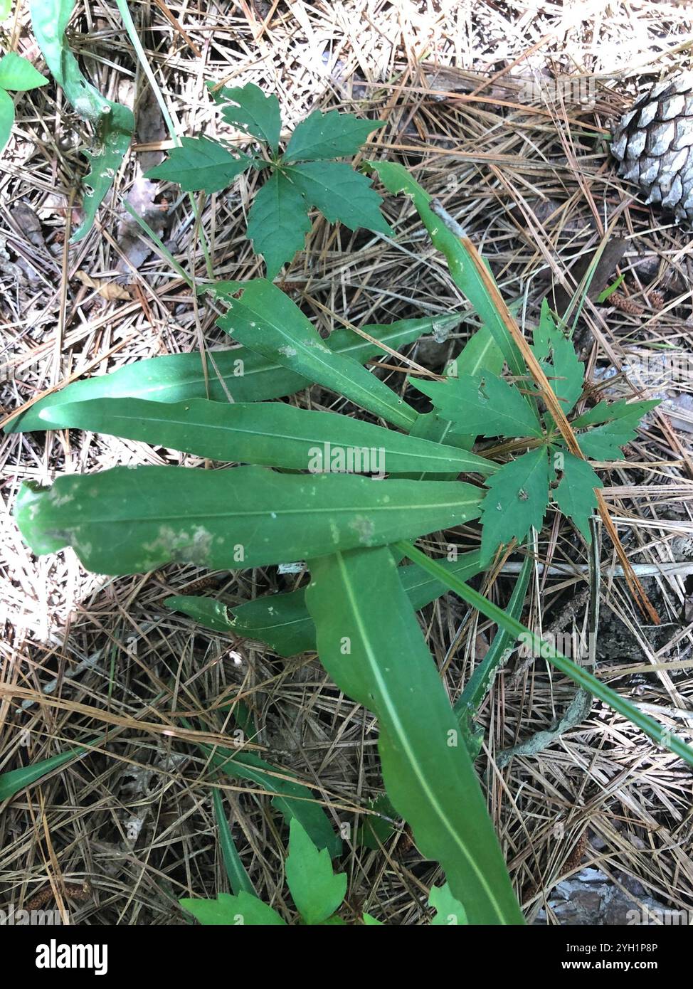 Appalachian blazing star hi-res stock photography and images - Alamy