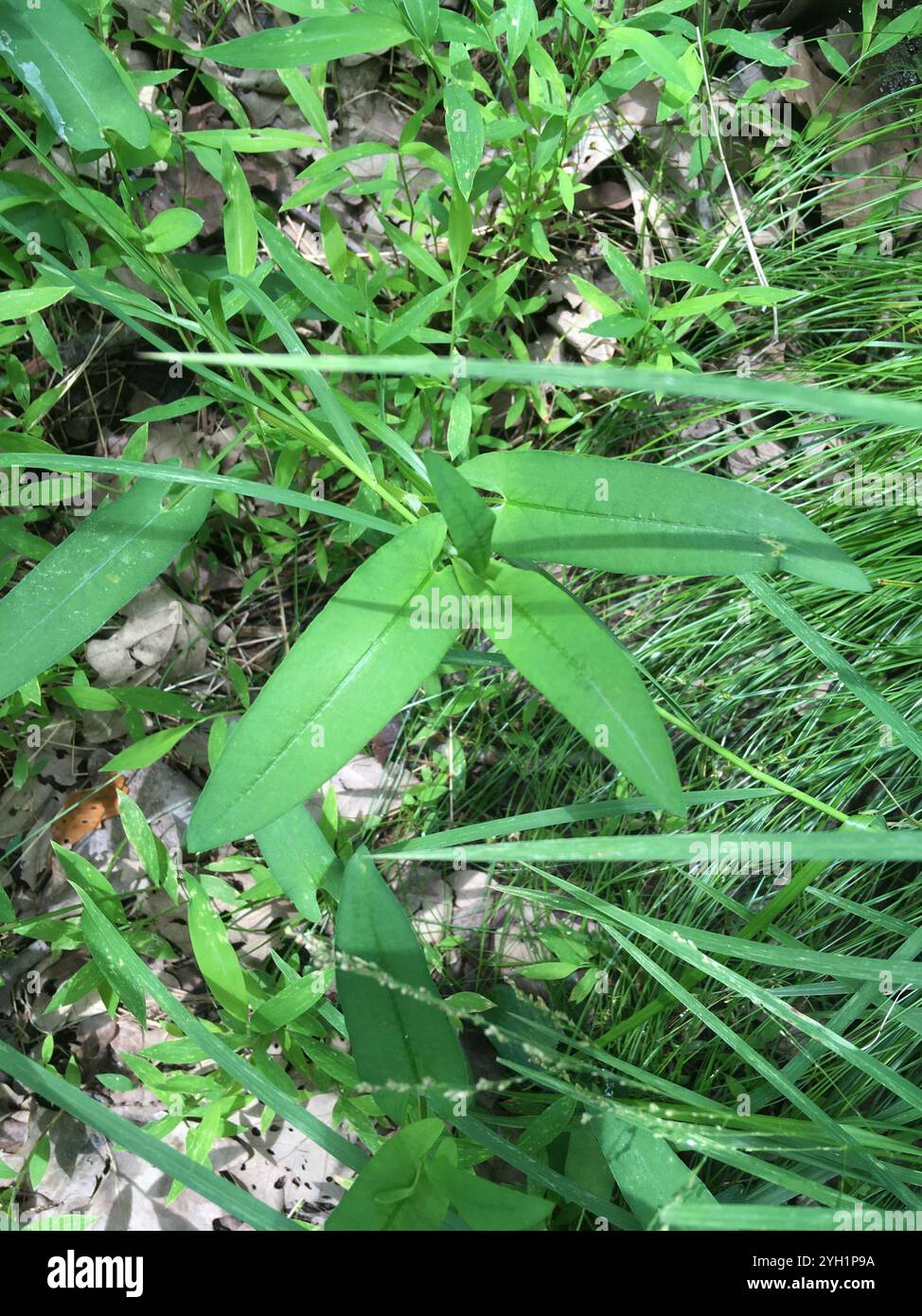 arrow-leaved tearthumb (Persicaria sagittata Stock Photo - Alamy