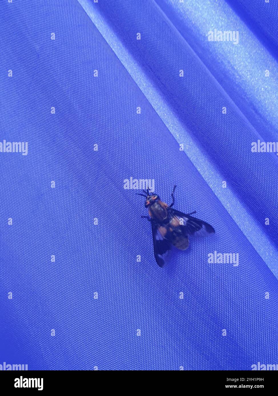 Splayed deer fly chrysops caecutiens hi-res stock photography and ...