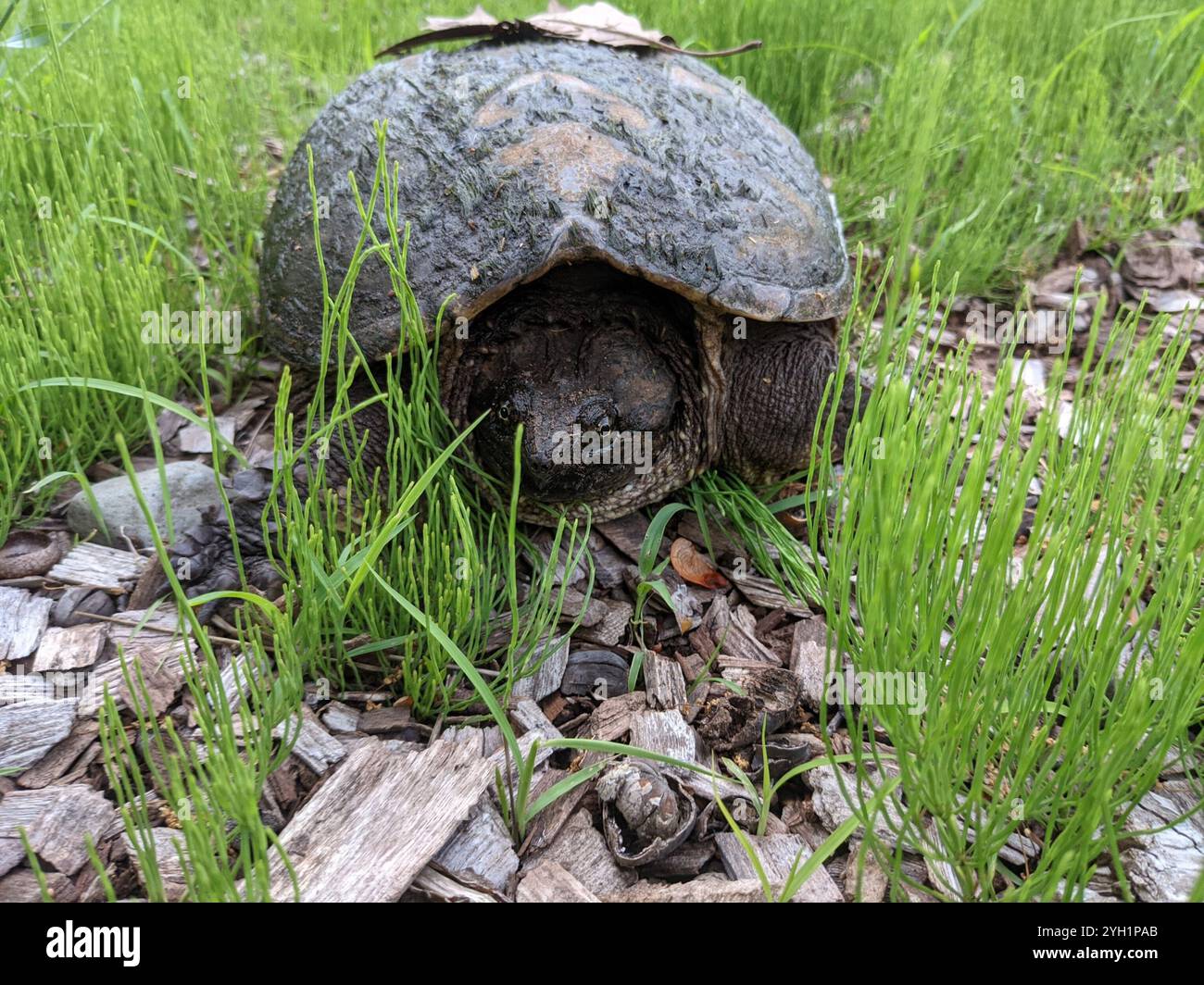 Common Snapping Turtle (Chelydra serpentina Stock Photo - Alamy