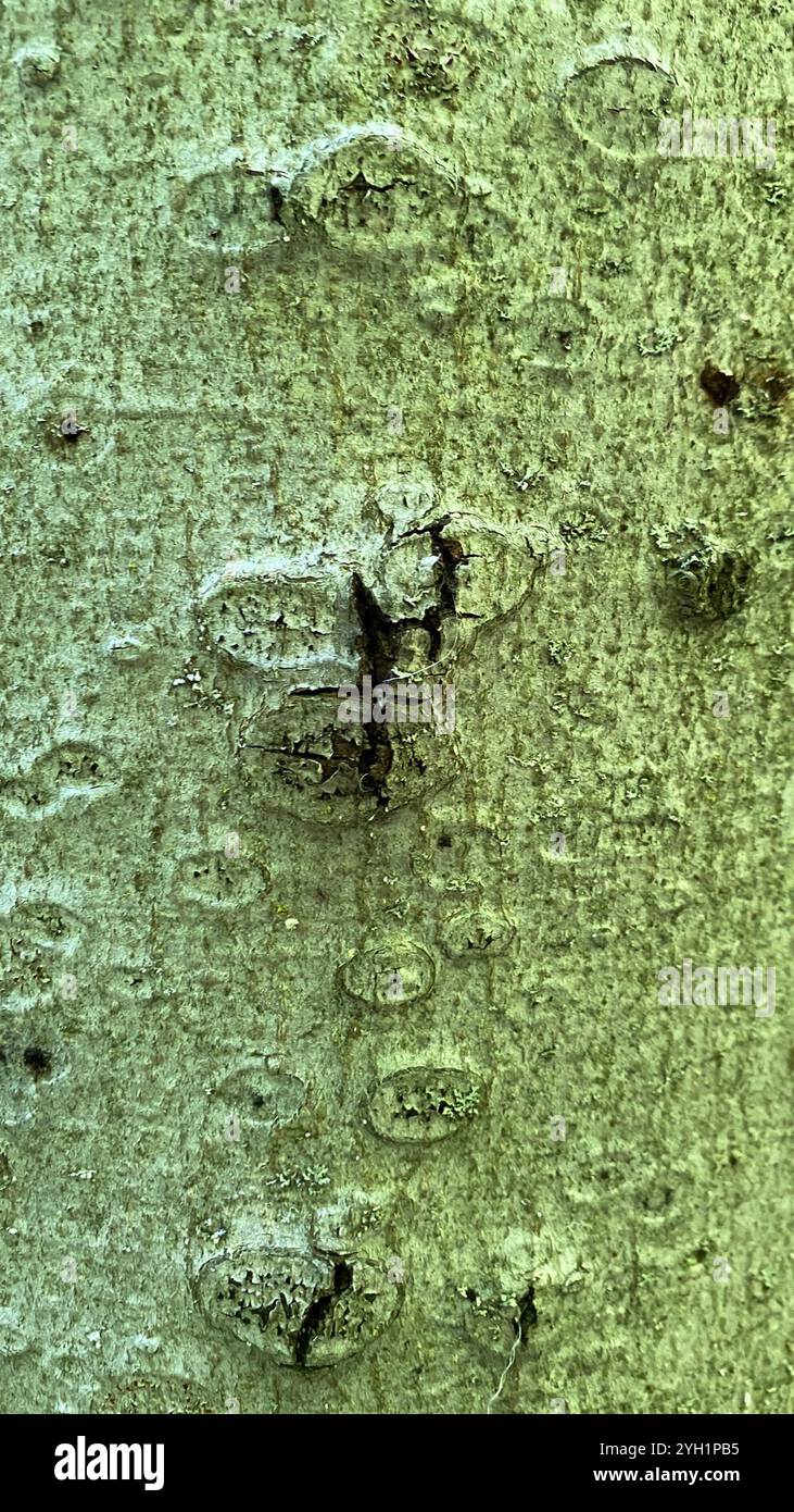Beech Scale (Cryptococcus fagisuga Stock Photo - Alamy