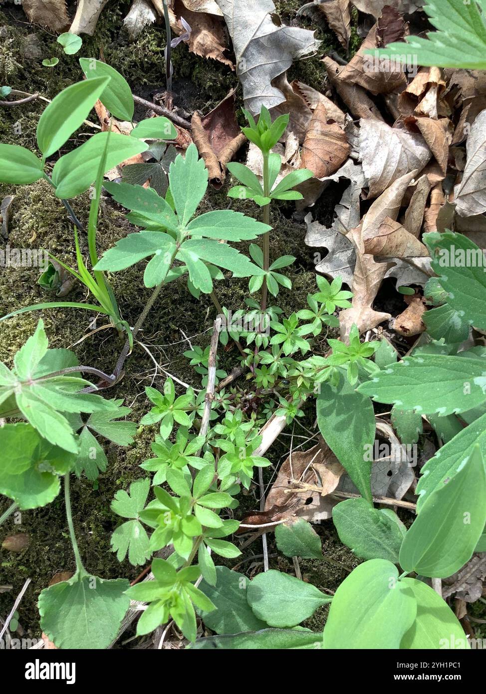 fragrant bedstraw (Galium triflorum Stock Photo - Alamy