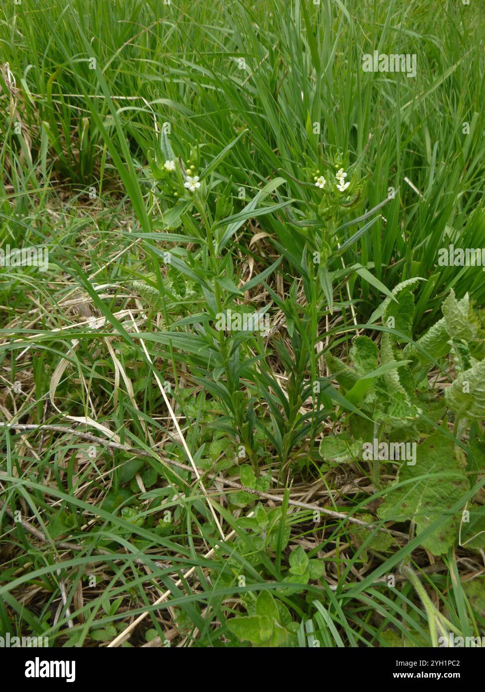 Common Gromwell (Lithospermum officinale Stock Photo - Alamy