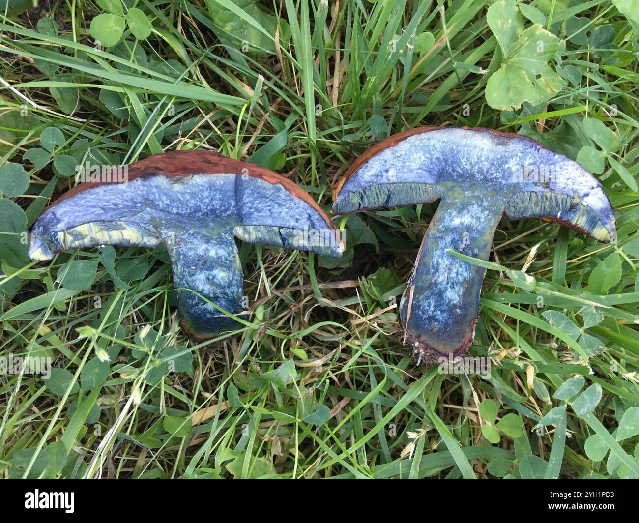 Neoboletus hi-res stock photography and images - Alamy