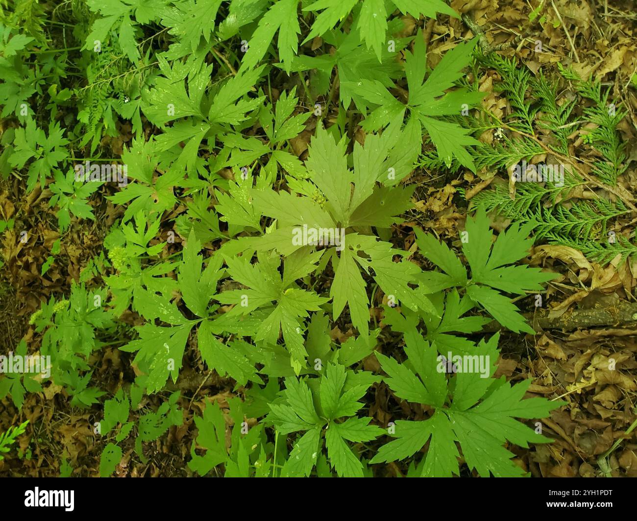 Hydrophyllum tenuipes hi-res stock photography and images - Alamy