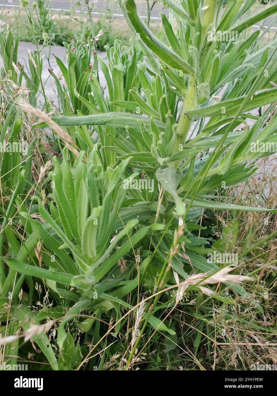 Madia sativa hi-res stock photography and images - Alamy