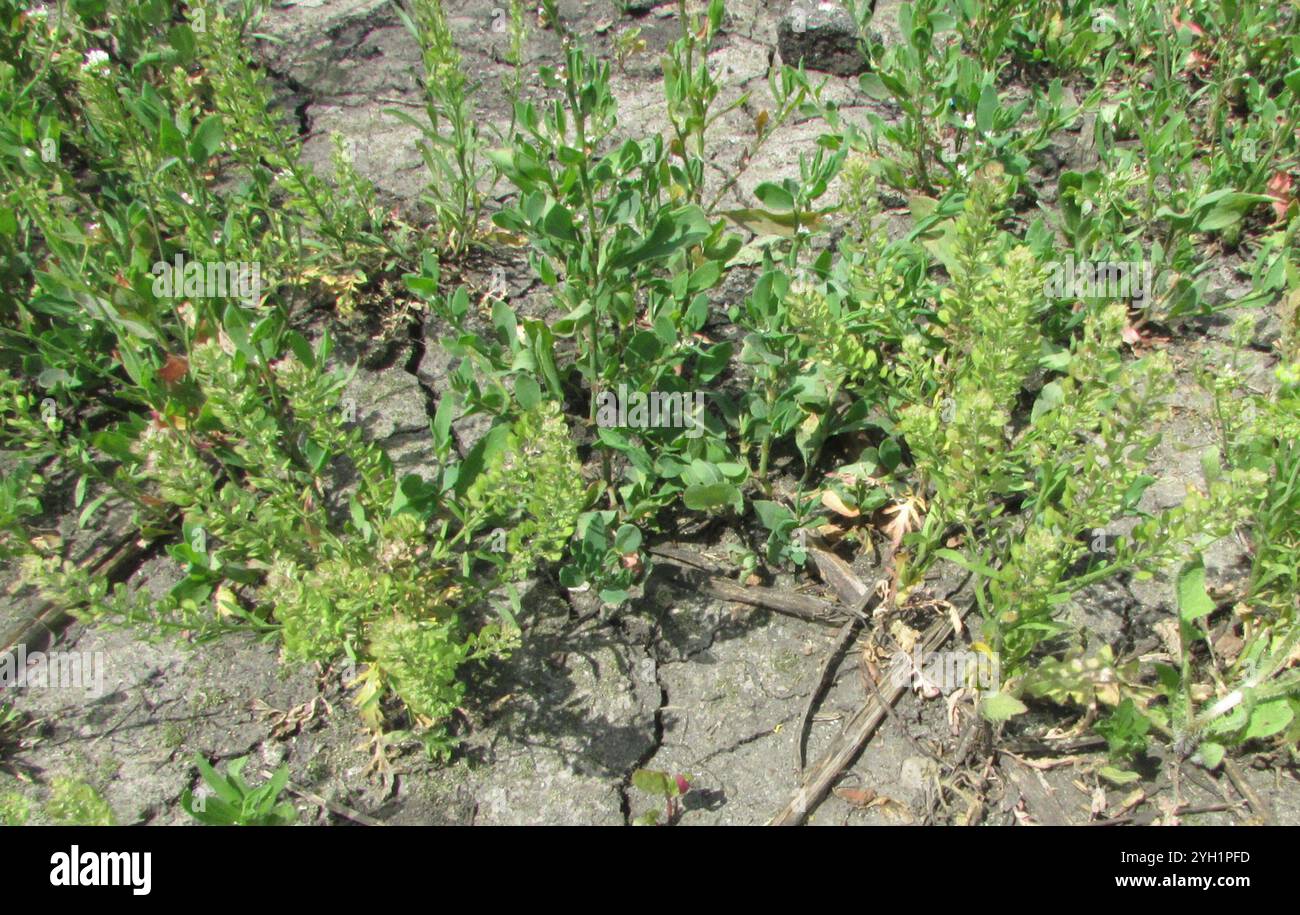 Common Peppergrass (Lepidium densiflorum Stock Photo - Alamy