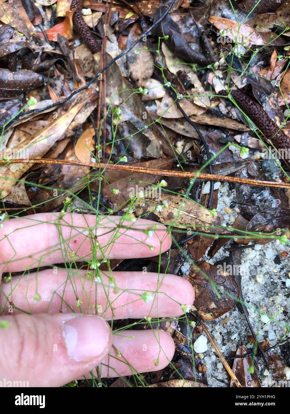 Wire-plant (Stipulicida setacea Stock Photo - Alamy