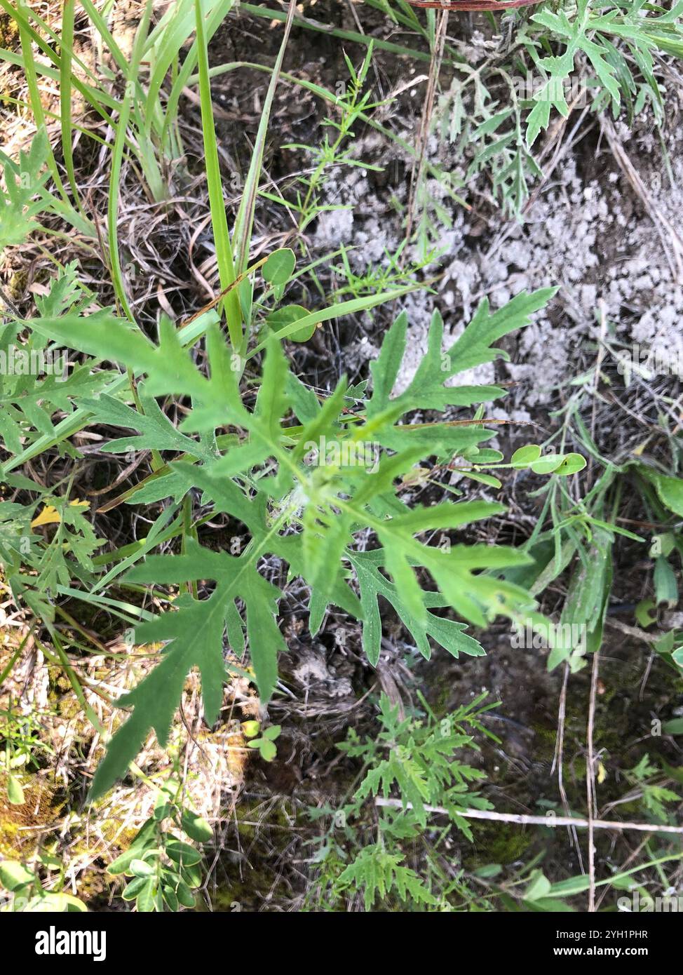 western ragweed (Ambrosia psilostachya Stock Photo - Alamy