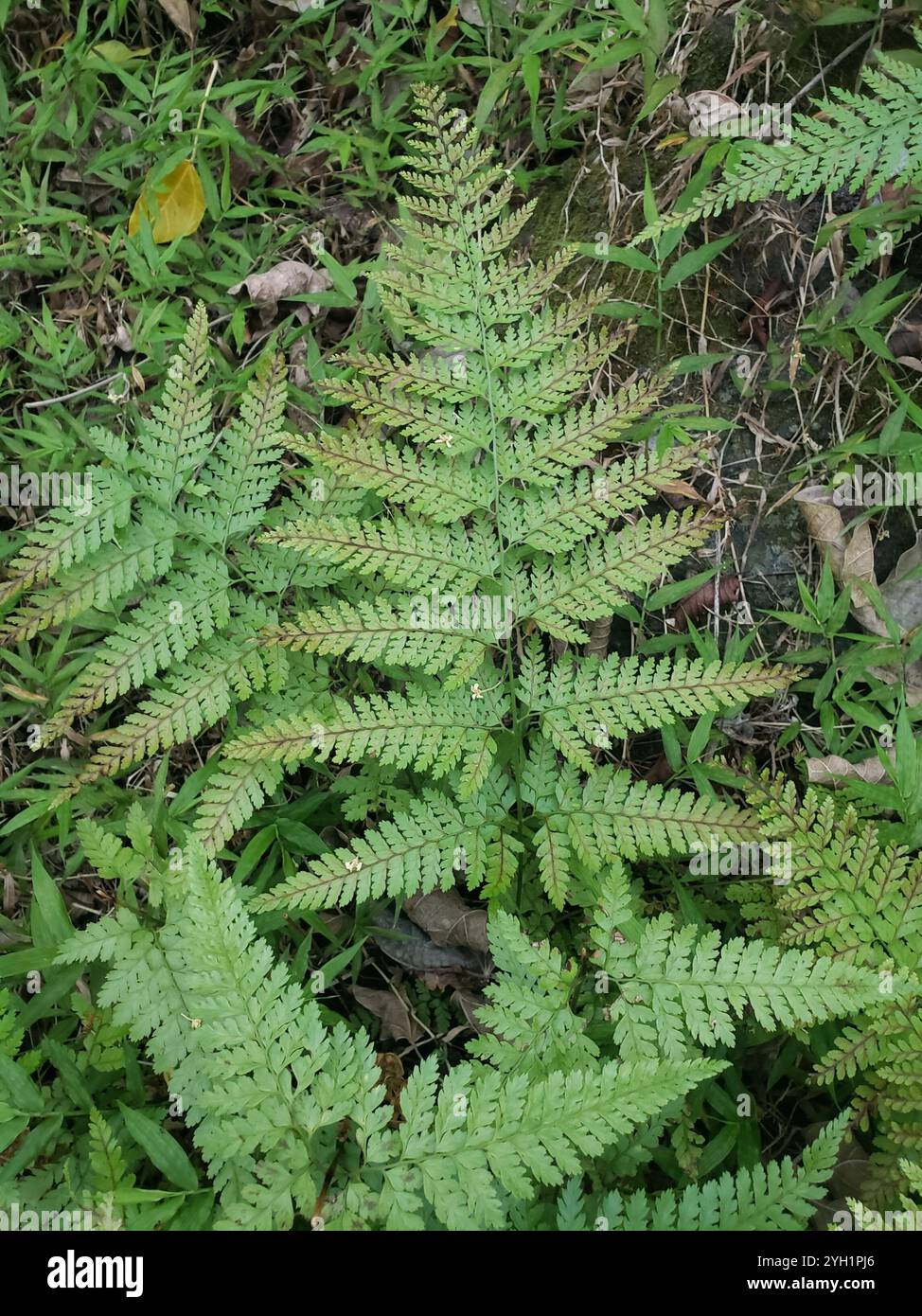 palapalai (Microlepia setosa setosa Stock Photo - Alamy