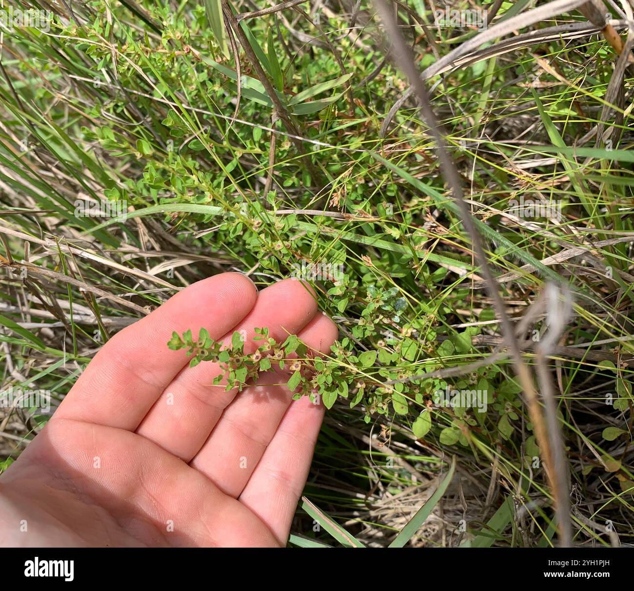 Smallfruit Primrose-Willow (Ludwigia microcarpa Stock Photo - Alamy
