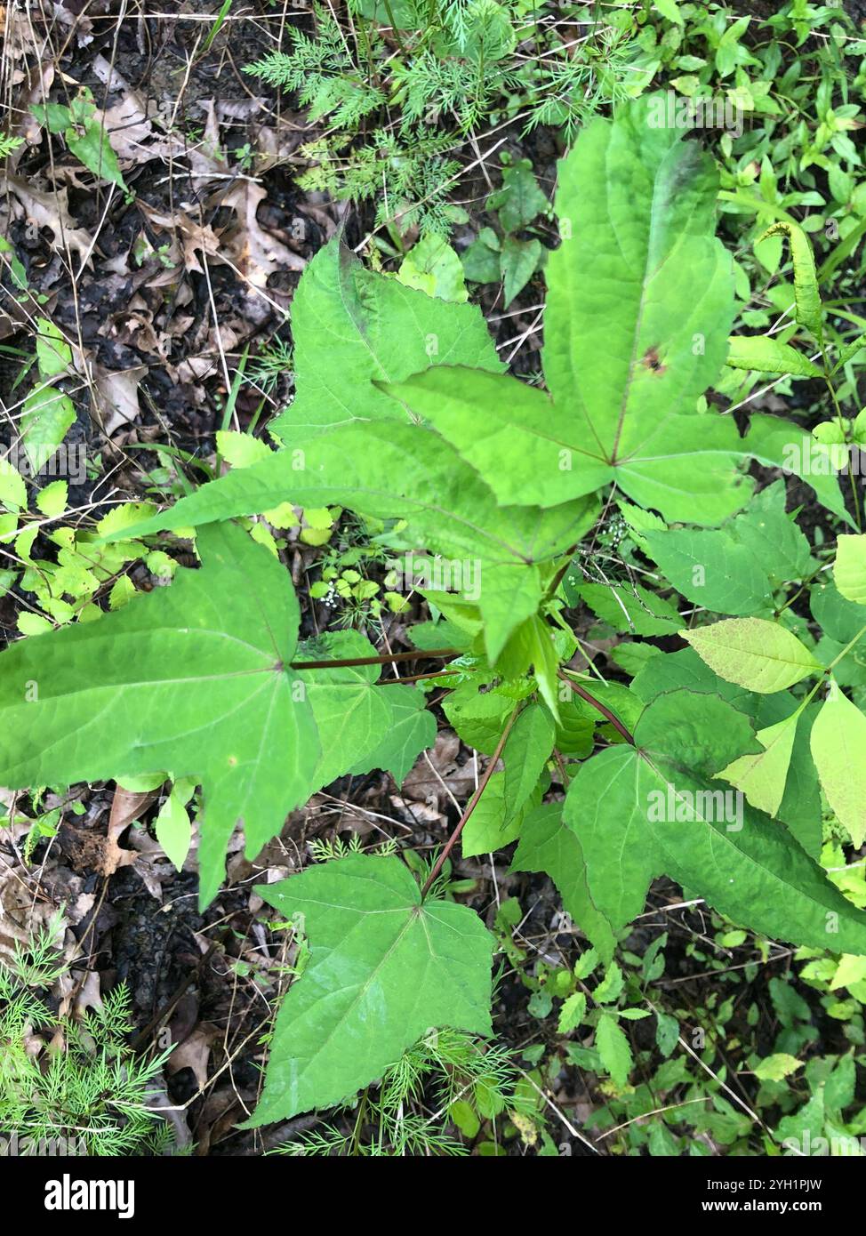 Halberd-leaf Rosemallow (Hibiscus laevis Stock Photo - Alamy