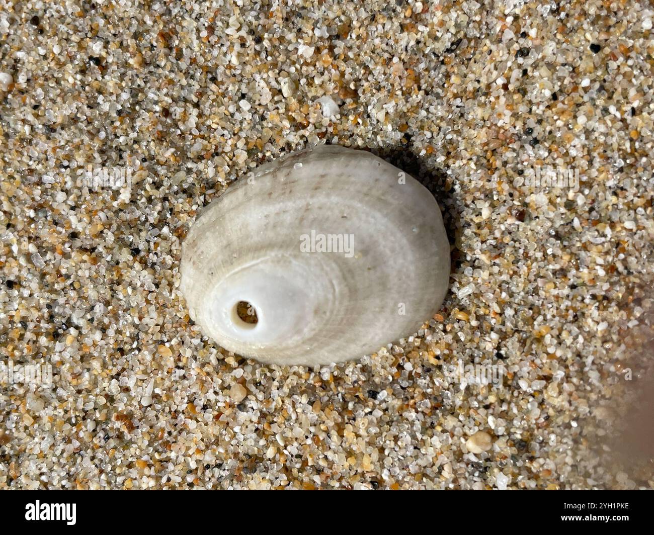 Rough keyhole limpet hi-res stock photography and images - Alamy