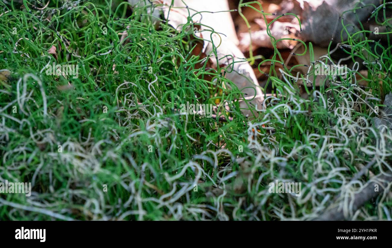 dwarf horsetail (Equisetum scirpoides Stock Photo - Alamy