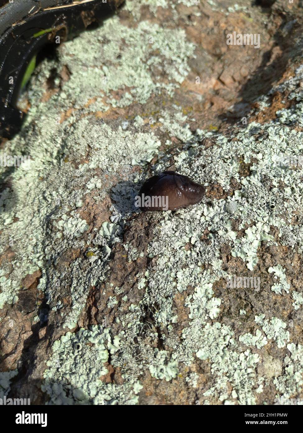 Gagates hi-res stock photography and images - Alamy