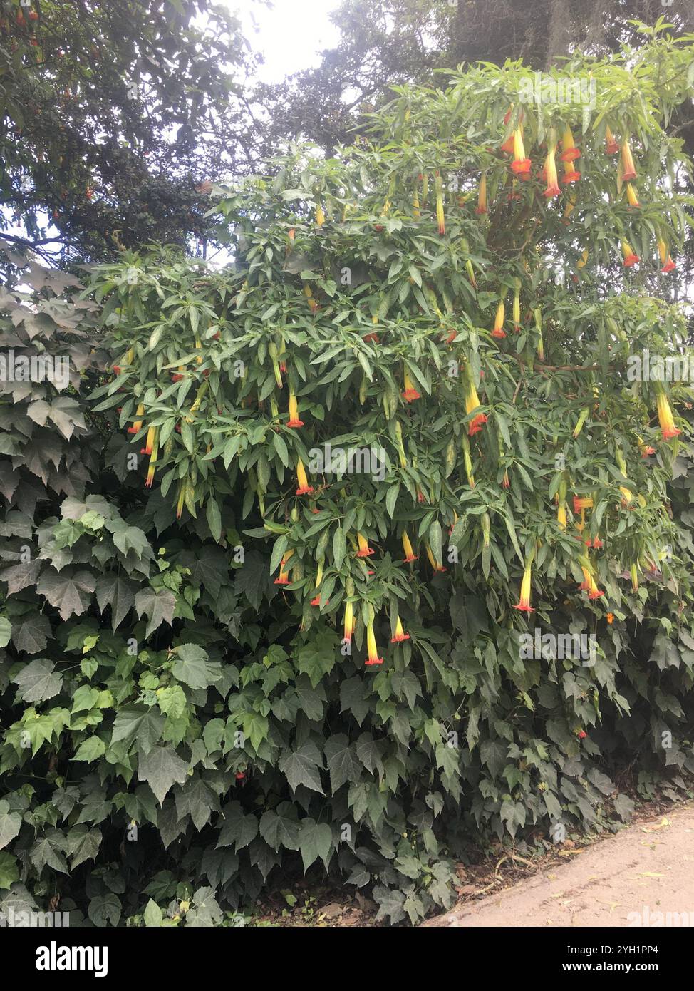 Red Angel's Trumpet (Brugmansia sanguinea Stock Photo - Alamy