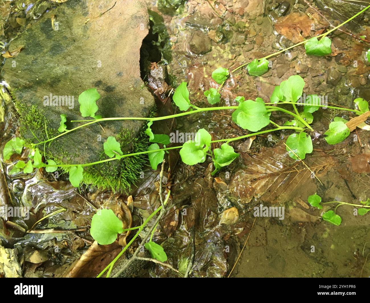 bulbous cress (Cardamine bulbosa Stock Photo - Alamy