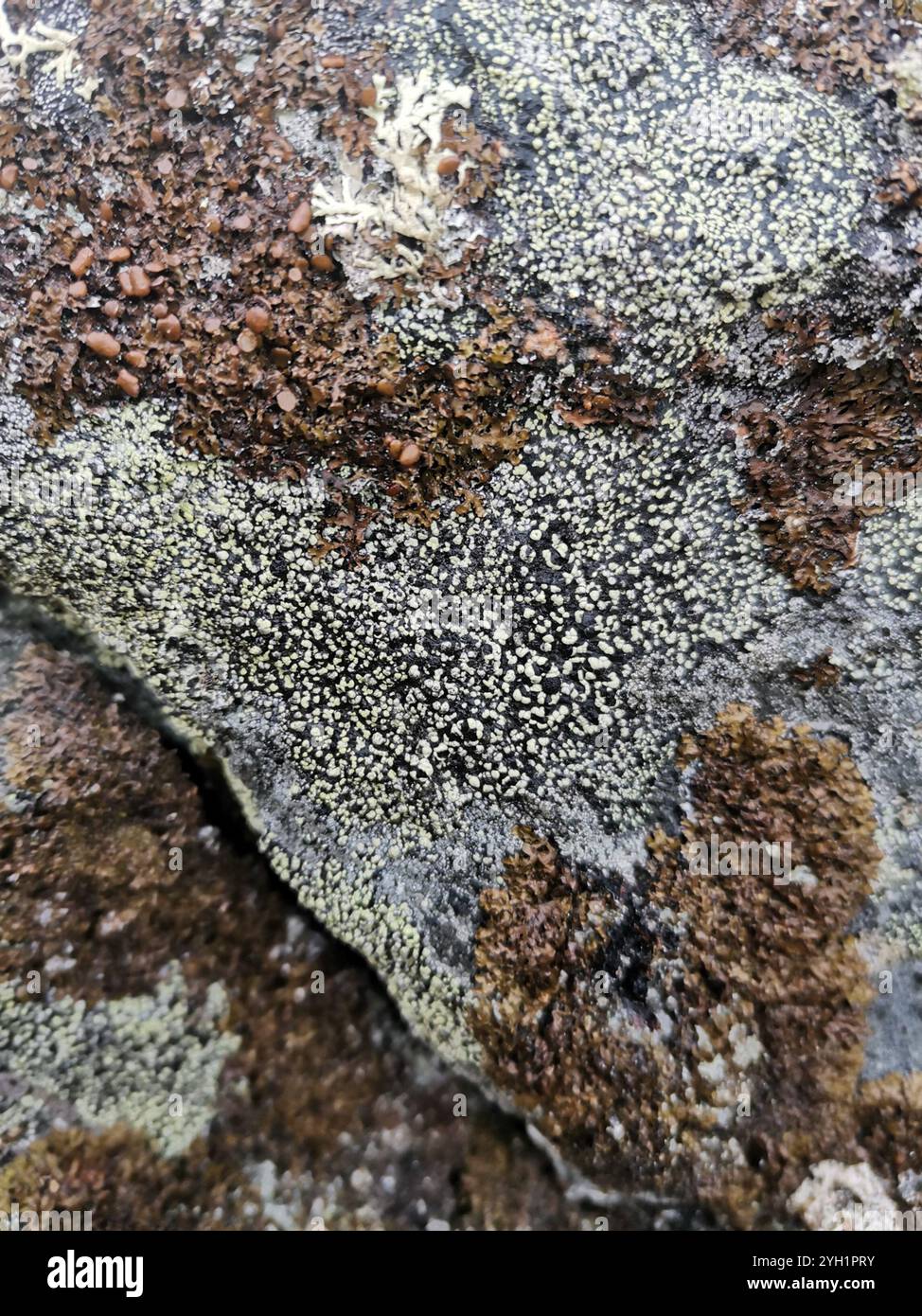 yellow map lichen (Rhizocarpon geographicum Stock Photo - Alamy