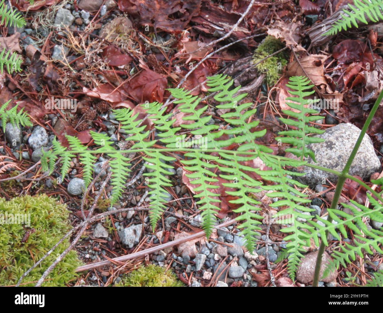 common bracken (Pteridium aquilinum Stock Photo - Alamy