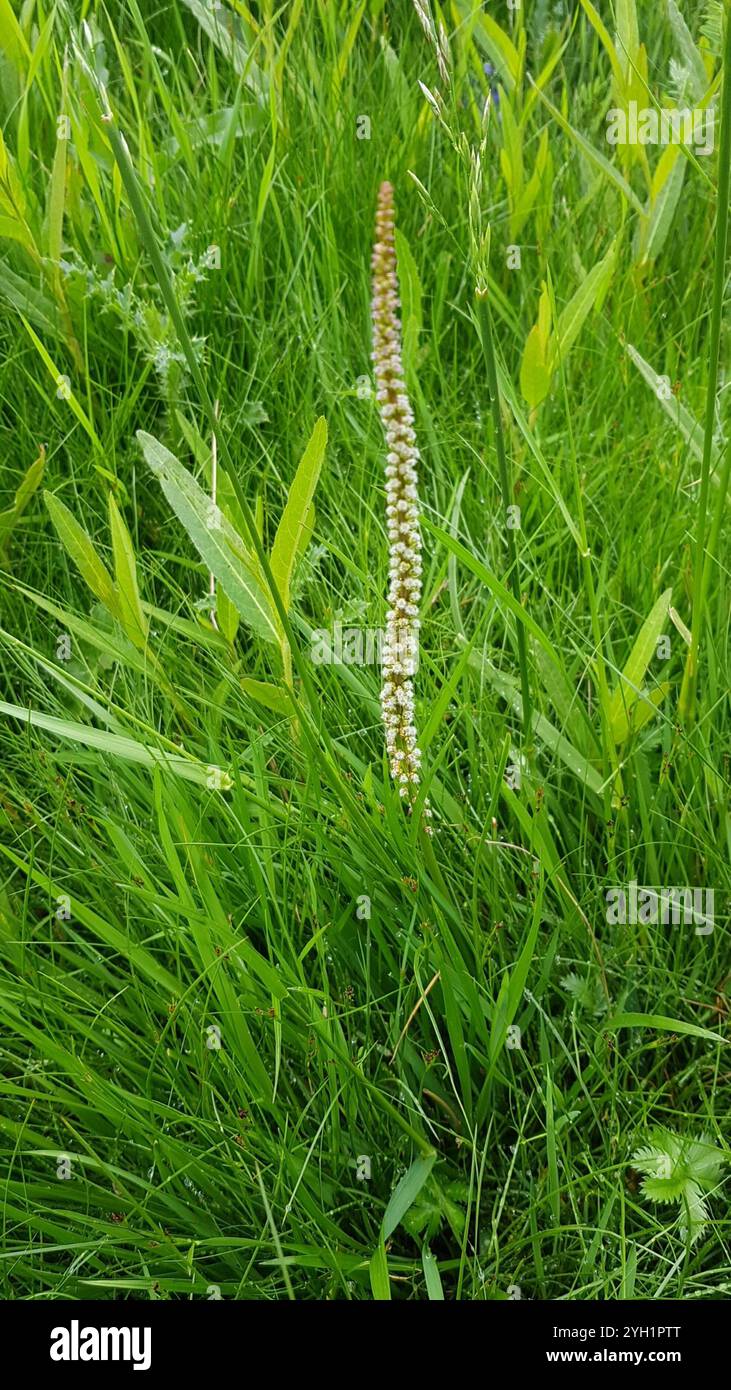 common arrowgrass (Triglochin maritima Stock Photo - Alamy