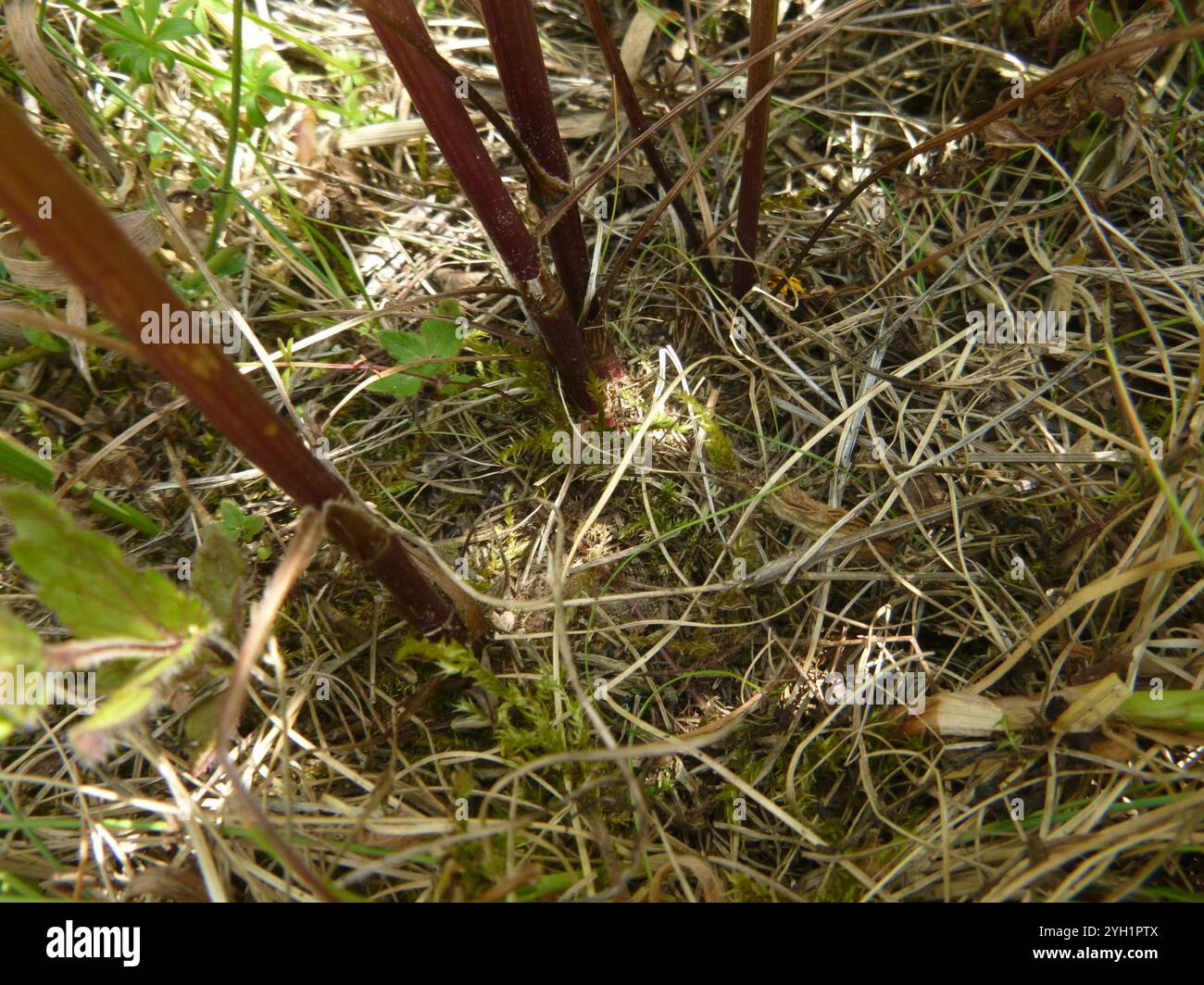Common Valerian Complex (Valeriana officinalis Stock Photo - Alamy